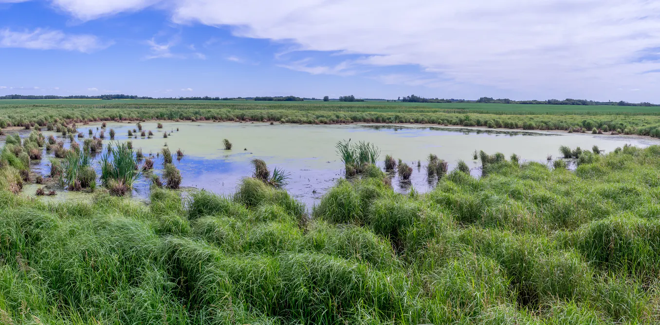 To be resilient, the Canadian Prairie needs lots of wetlands | The-14