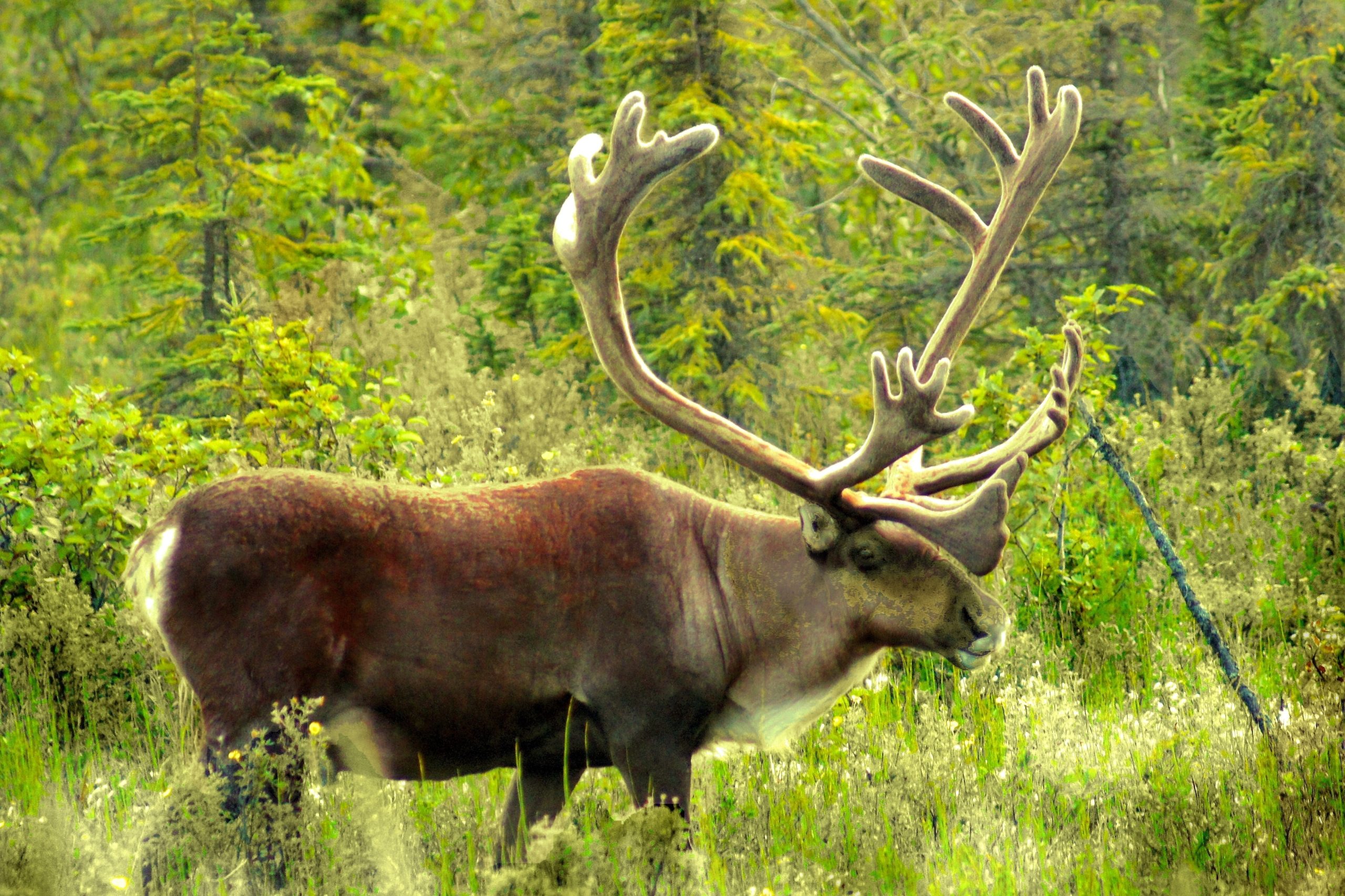 Whether caribou migrate or stay put is determined by genes that evolved ...