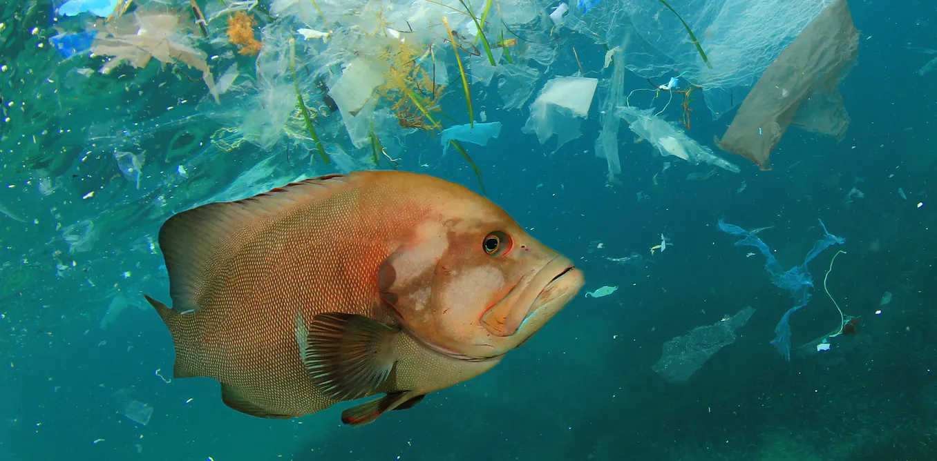 Microplastics might be entering marine food webs from the bottom up ...