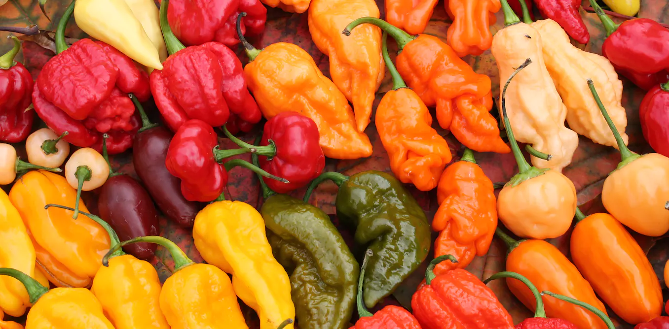 Why some like it hot: The science of spiciness | The-14