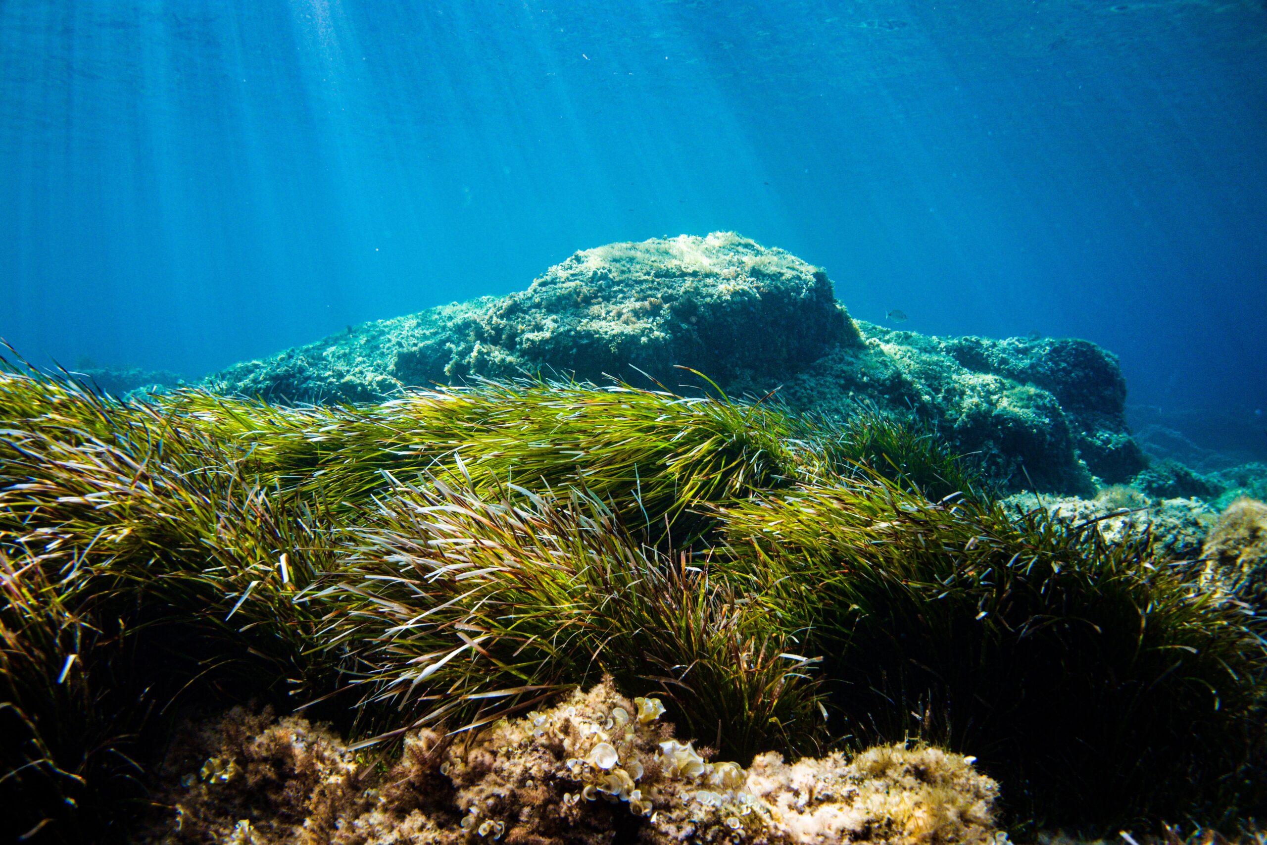 Seagrass is Key in Fighting Climate Change: How to Save it | The-14