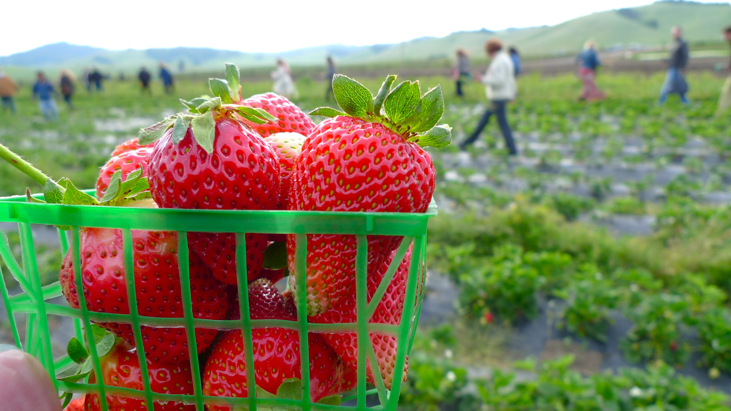 DNA could ensure strawberry fields forever | The-14