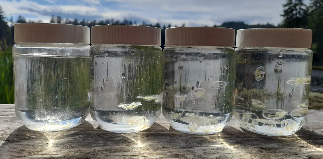 How the Peach Blossom Jellyfish is spreading across North America | The-14