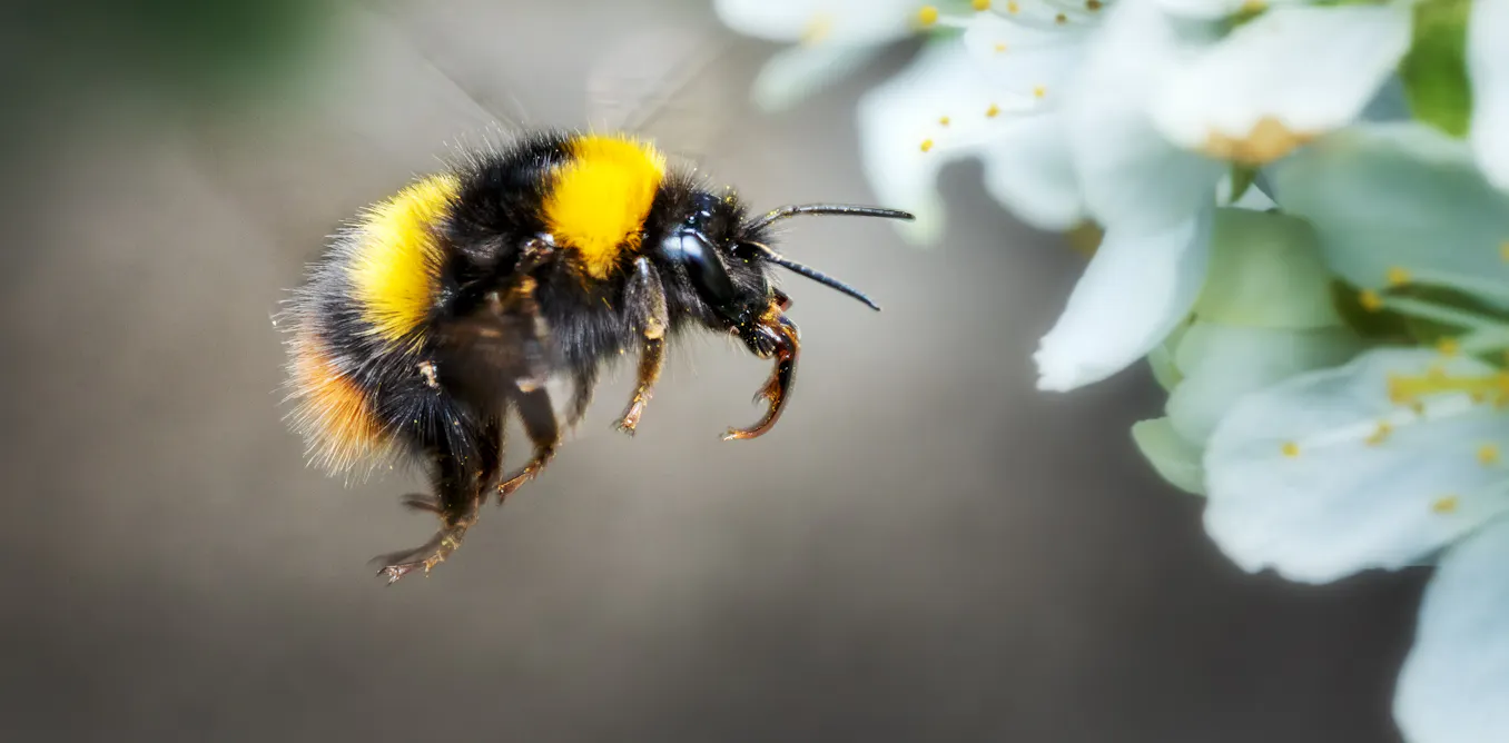 Early spring brings a ‘hungry gap’ for bees – here’s how you can help ...
