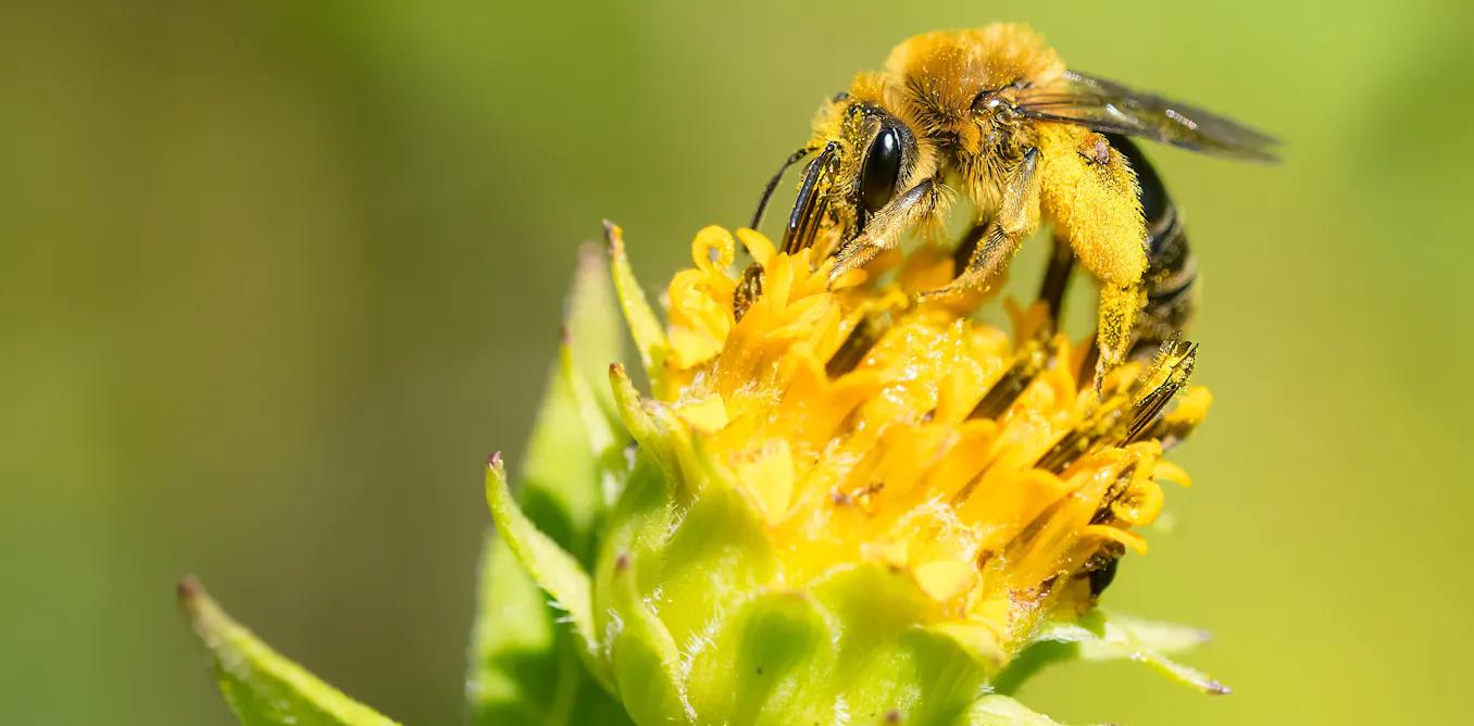 Wild bees are under threat from domestic bees, invasive species ...