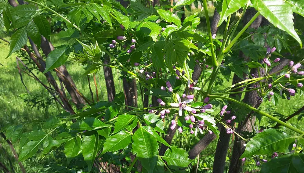 Fire-tolerant chinaberry tree endorsed for forest planting | The-14