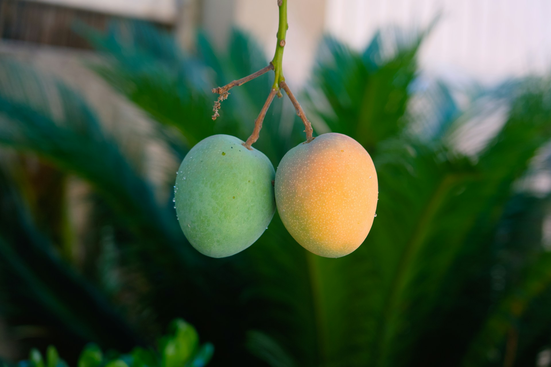 Why mangoes fall before they’re ripe – and how science is helping them ...