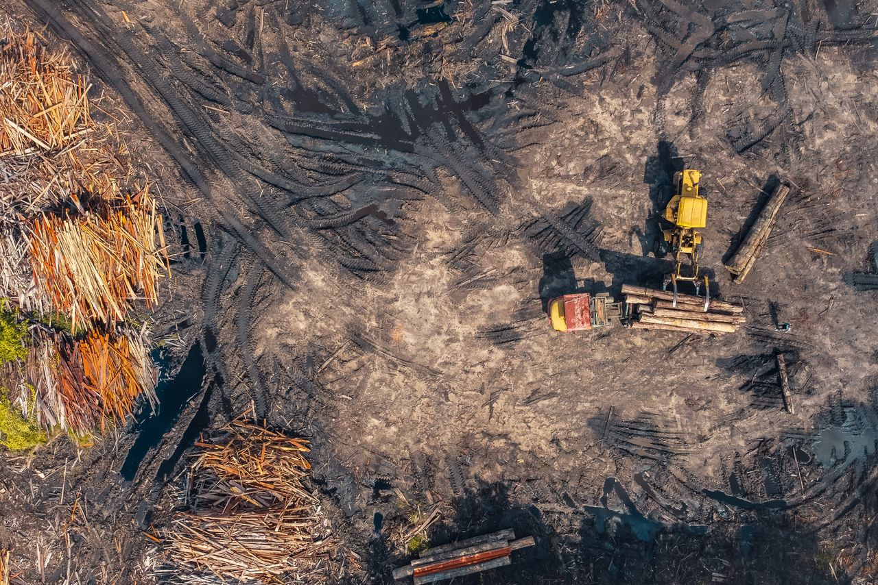 Rethinking the Global Response to Deforestation | The-14